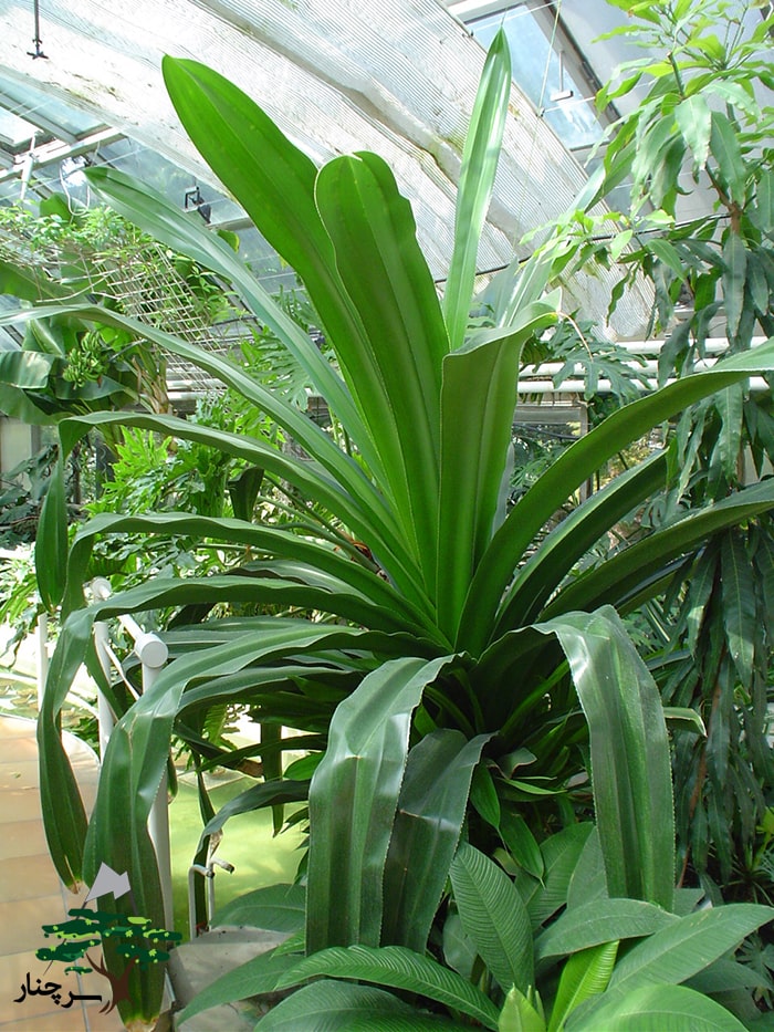 پاندانوس, یک درختچه کوچک در آپارتمان | فروشگاه گیاهان فضای سبز و ...
